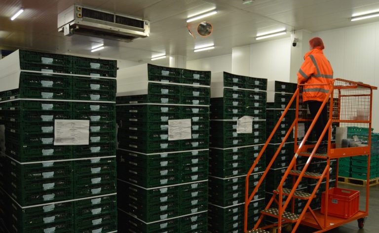 Fresh Produce Packing & Ripening | UK | Ripe Now Ltd